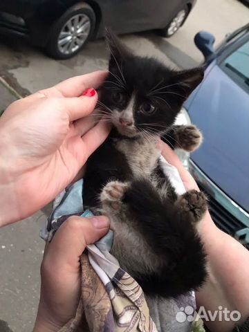 Котенок девочка 3 мес