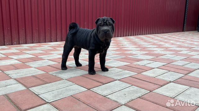 Щенки Шар-Пея Чёрного окраса