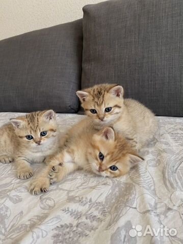 Британцы золотой табби