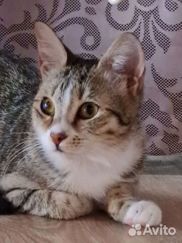 Котенок в добрые руки. Деликатная девочка
