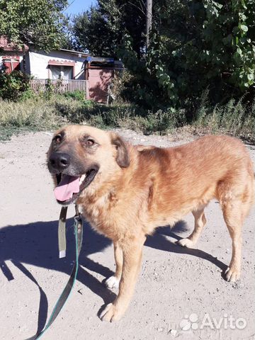 Отличный пёс Боня