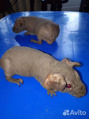 Морские свинки