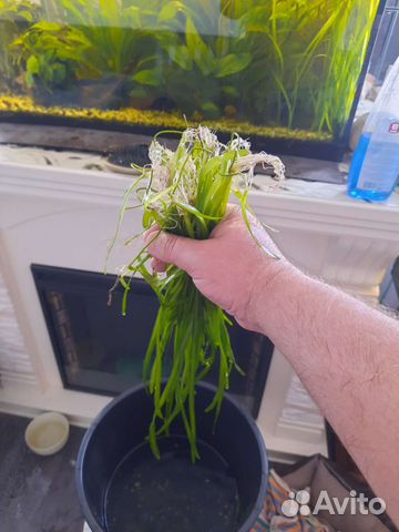 Валиснерия