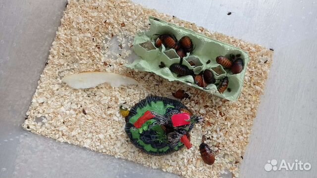 Мадагаскарские тараканы