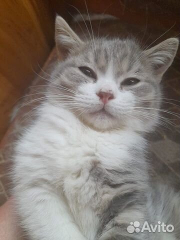 Котенок шотландский