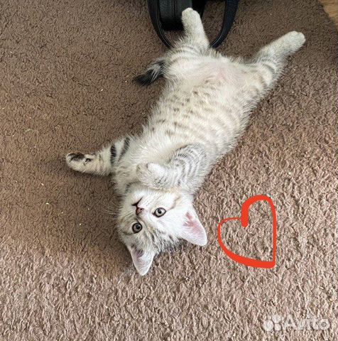 Последний Шотландский котёнок мальчик