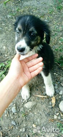 Собаки бесплатно в добрые руки щенки