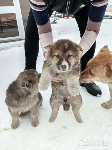 Девочка в добрые руки (коротколапик)