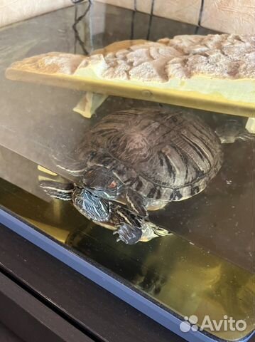 Красноухвя черепаха