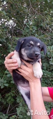 Щенки в хорошие руки