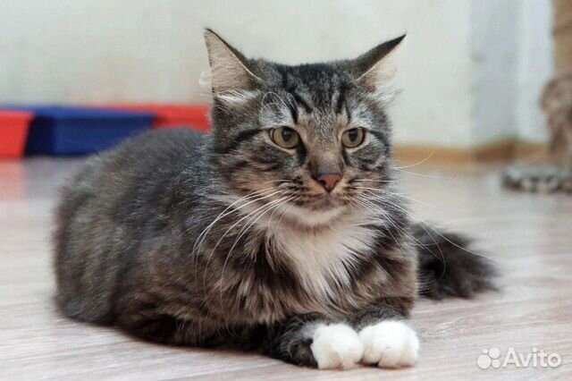 Семён. Умный красивый кот. Бесплатно
