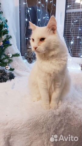 Мальчик Сэм