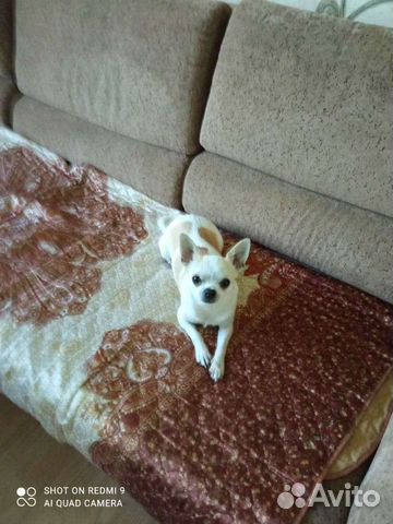 Собака в добрые руки чихуахуа