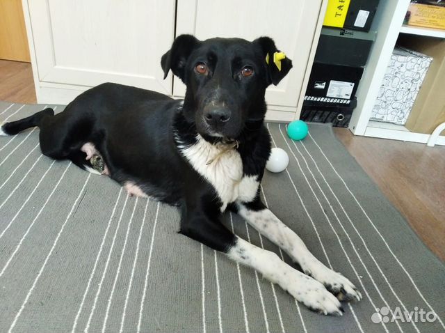 Собака Дариночка