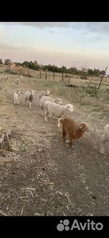 Овцы бараны