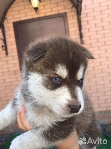Щенок хаски помски