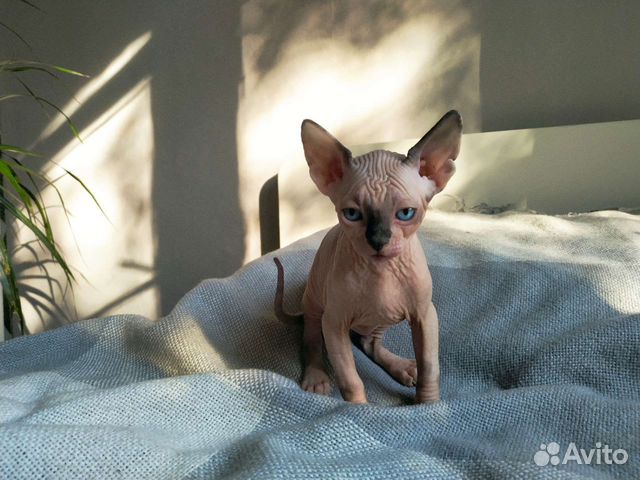 Канадский сфинкс, котята