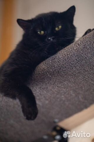 Кошка Багира в добрые руки