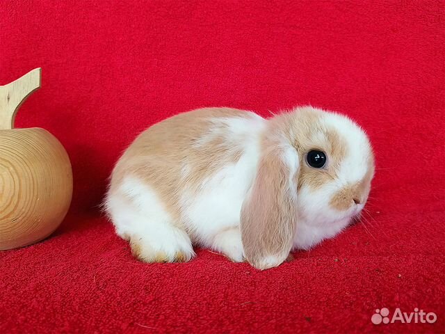 Домашние декоративные кролики