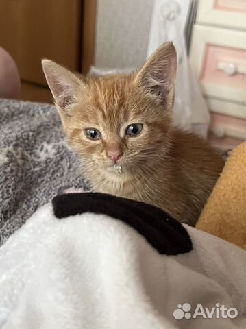 Рыжий котенок девочка в добрые руки