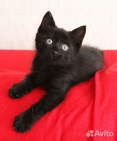 Котенок Багира ищет дом