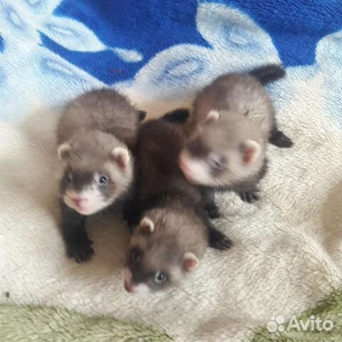 Хорёчки ручные