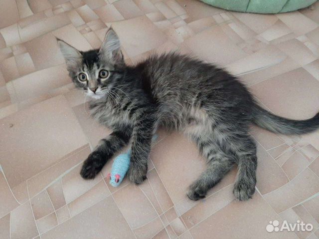 Котенок девочка Булочка ищет дом