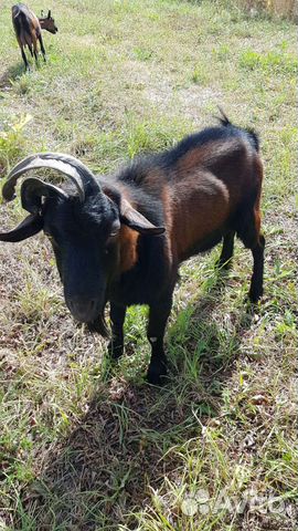 Чешский козел