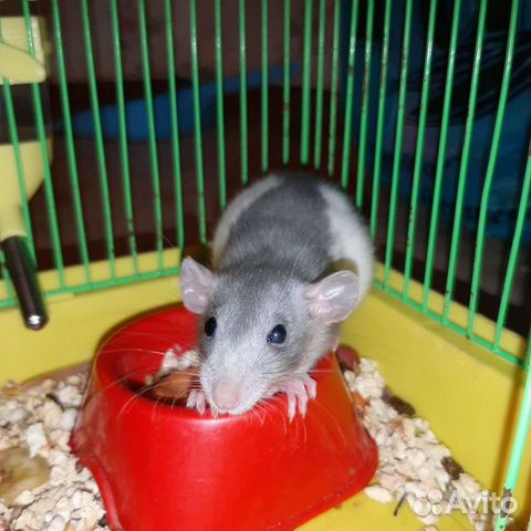 Крыса дамбо мальчик