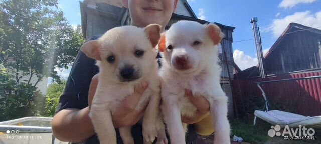 Той-терьер щенки