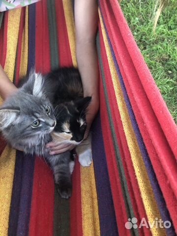 Котята в добрые руки даром