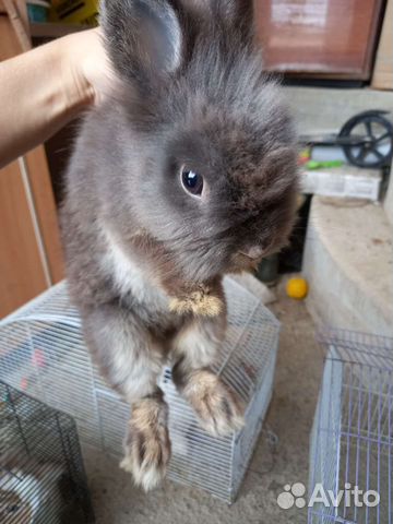 Декоративные кролики