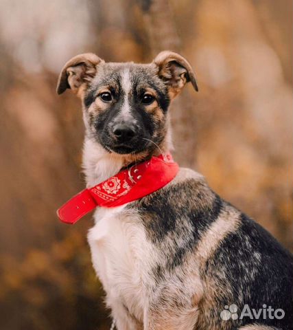 Щенок девочка в дом, тёплую будку, вольер, 4 мес