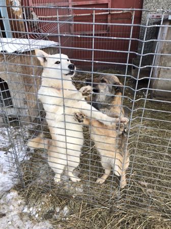 Щенки подростки девочки бесплатно