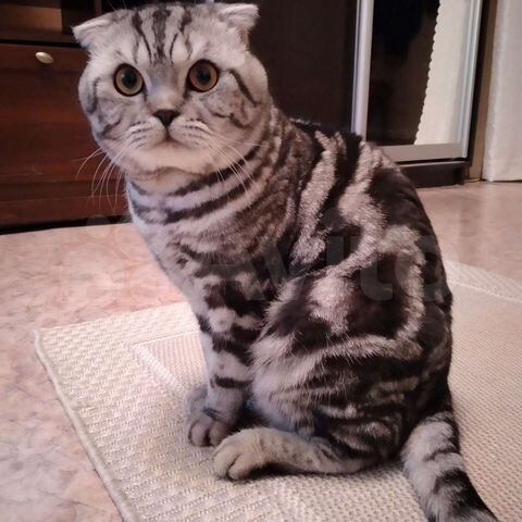 Вязка с шотландцем