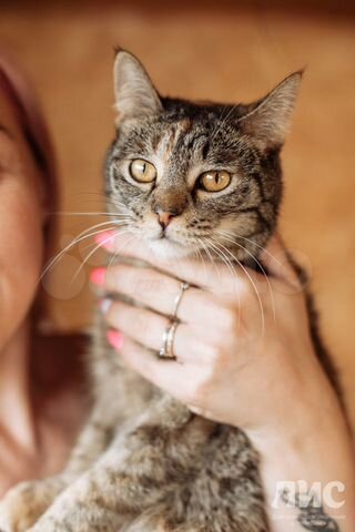 Кошка Веста