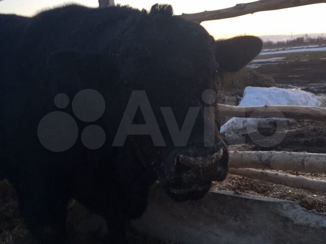 Абердин ангус бычки на племя производители вес 350