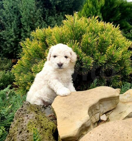 Девочки пудельки