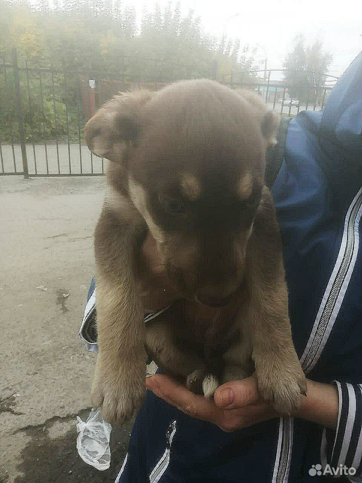 Щенок девочка 2 месяца