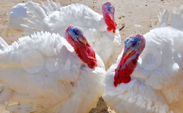 Домашняя индейка