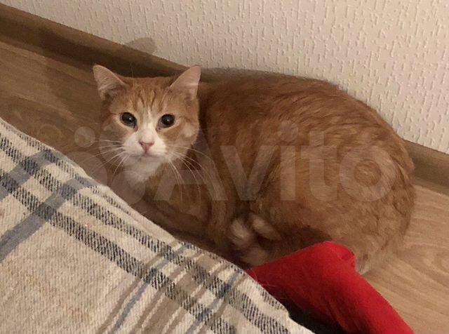 Рыжий Кот Симба
