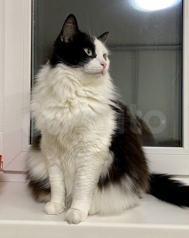 Кроткая умница