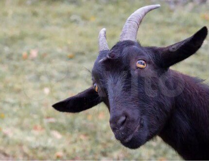 Продаеться коза