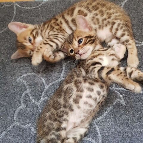 Бенгальские кошкодети