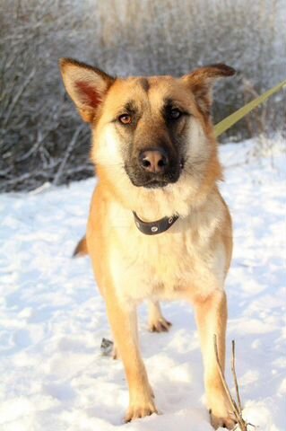 Милая Пушинка