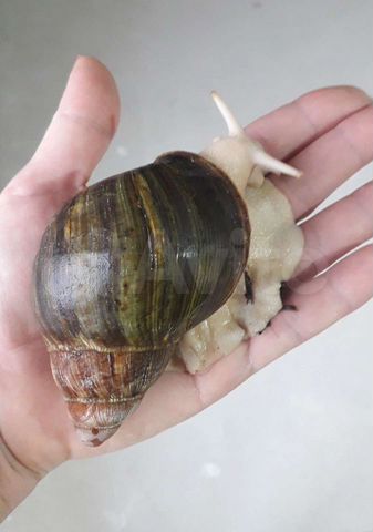 Улитка Архахатина Бенин