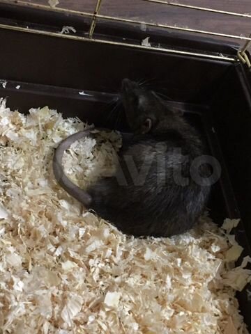 Крыса дамбо домашняя