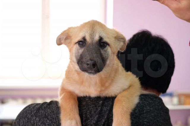 Фанта в добрые руки