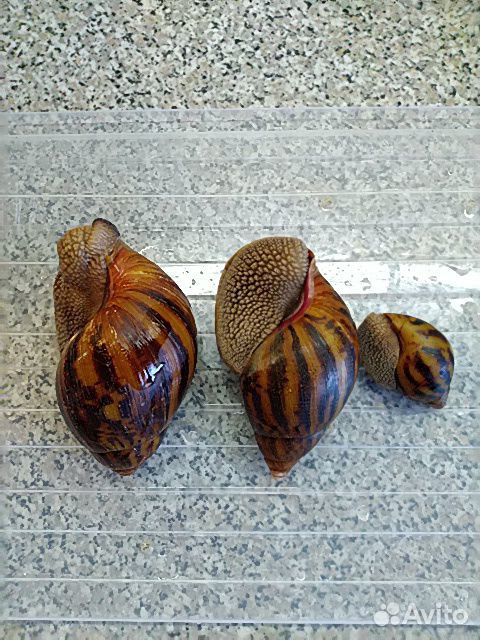 Улитки 3 штуки
