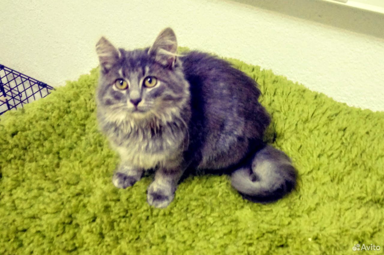 Котенок Пушиночка